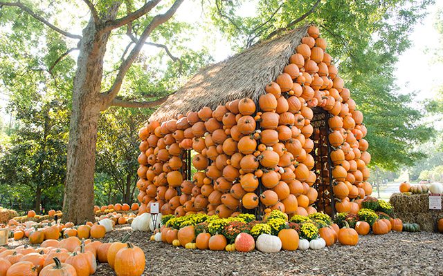 Fall Festival Guide 2018 | The Nashville Mom