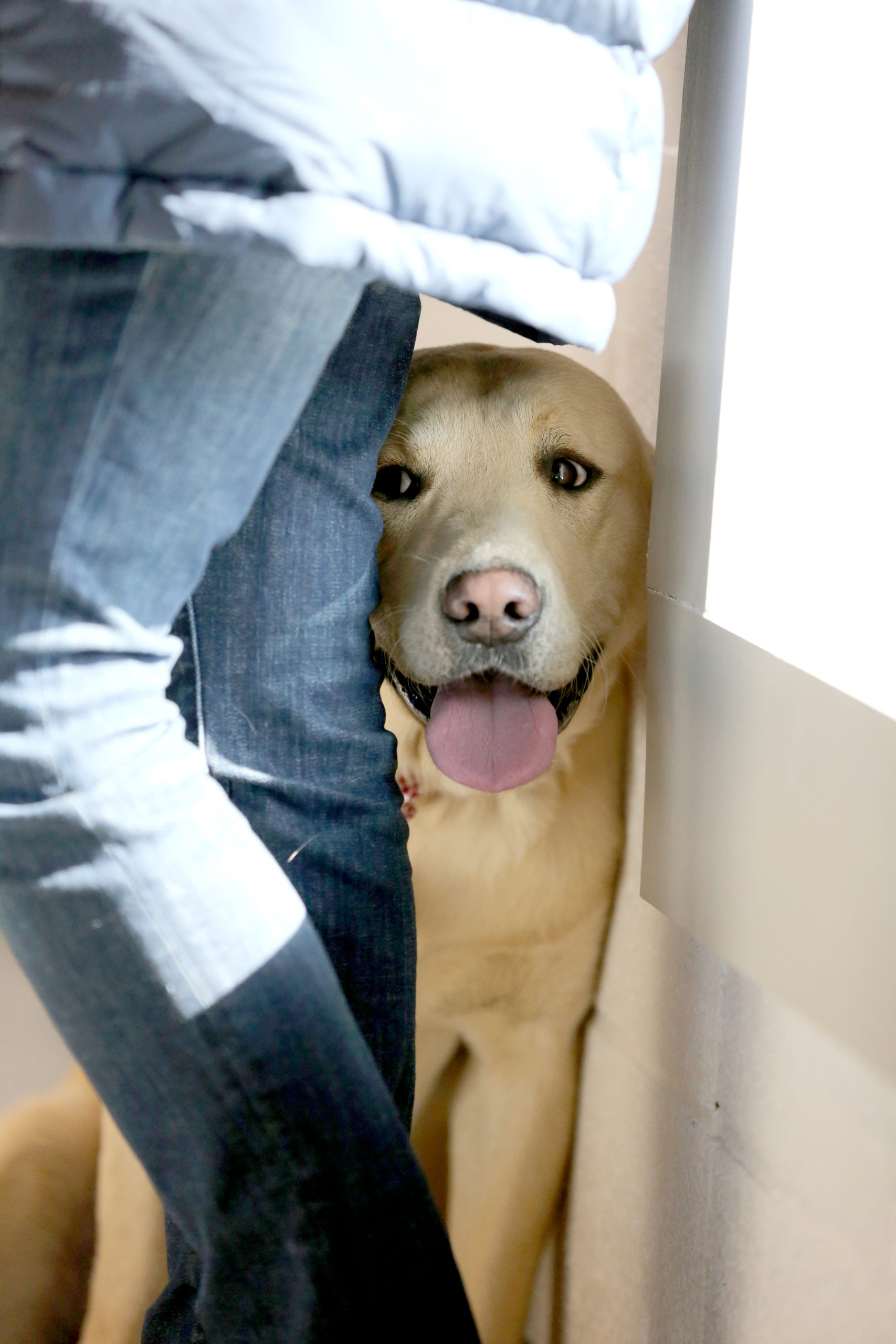 Go Dog-West Nashville | The Nashville Mom